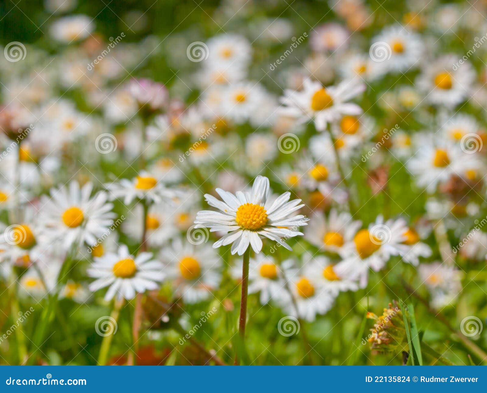 A field of daisy stock photo. Image of health, floral - 22135824