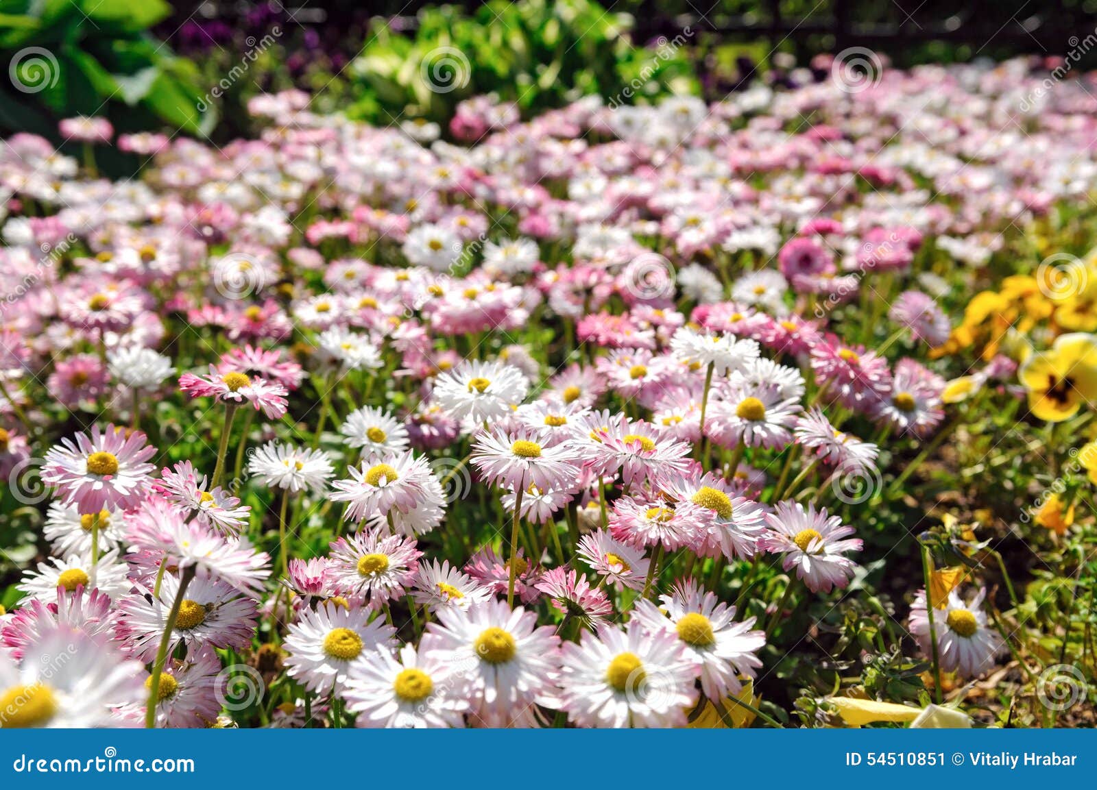 Field of daisy stock image. Image of leaves, daisy, close - 54510851