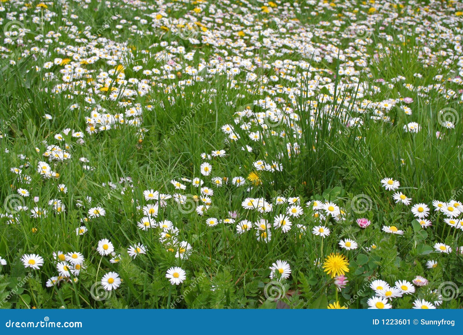 Field of daisy flower stock image. Image of garden, spring - 1223601