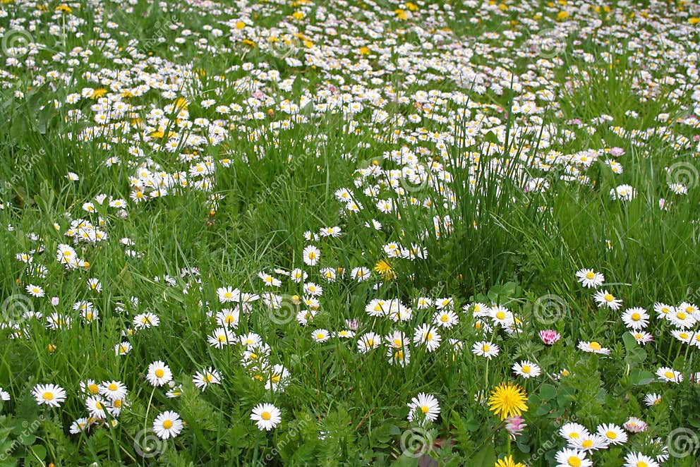 Field of daisy flower stock image. Image of garden, spring - 1223601