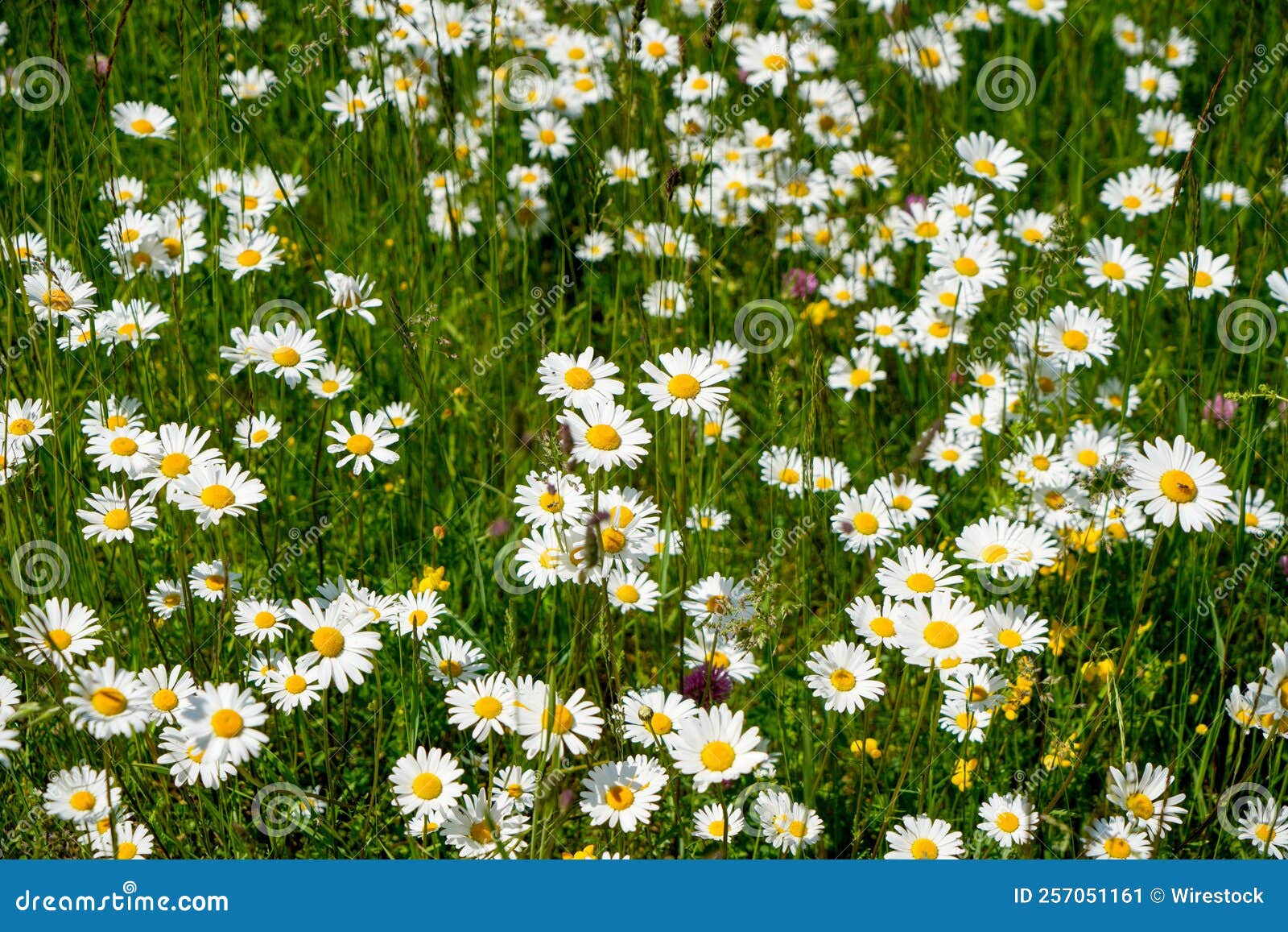 Field of daisy flowers stock image. Image of spring - 257051161