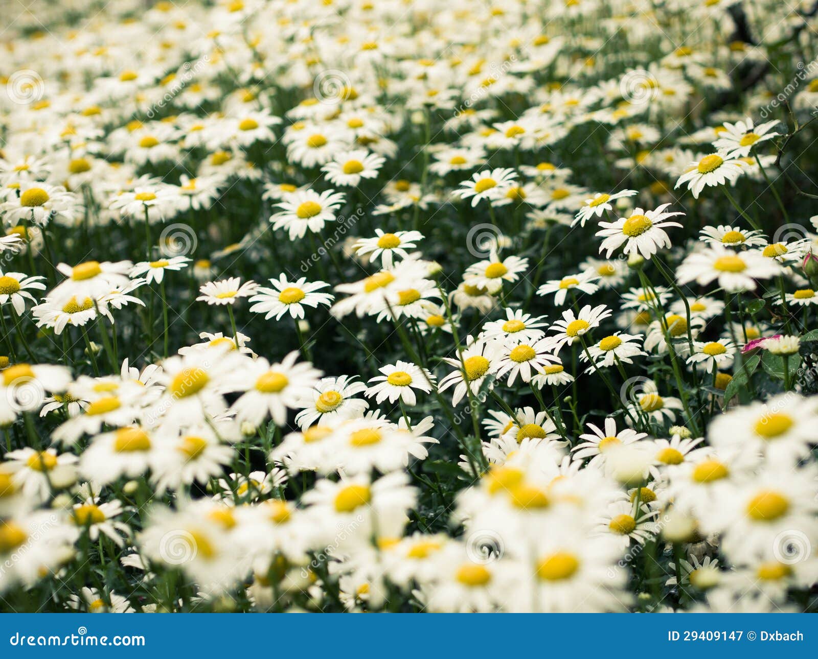 Field of daisy flowers stock image. Image of green, vietnam - 29409147