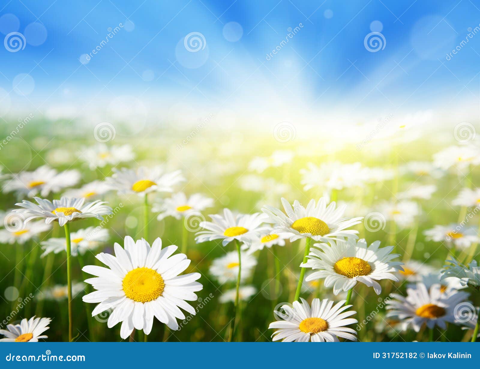Field of daisy flowers stock photo. Image of fresh, grass - 31752182