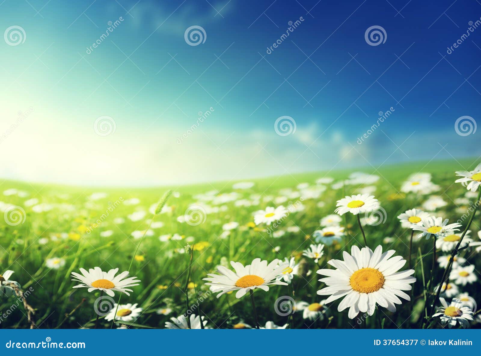 Field of daisy flowers stock image. Image of landscape - 37654377