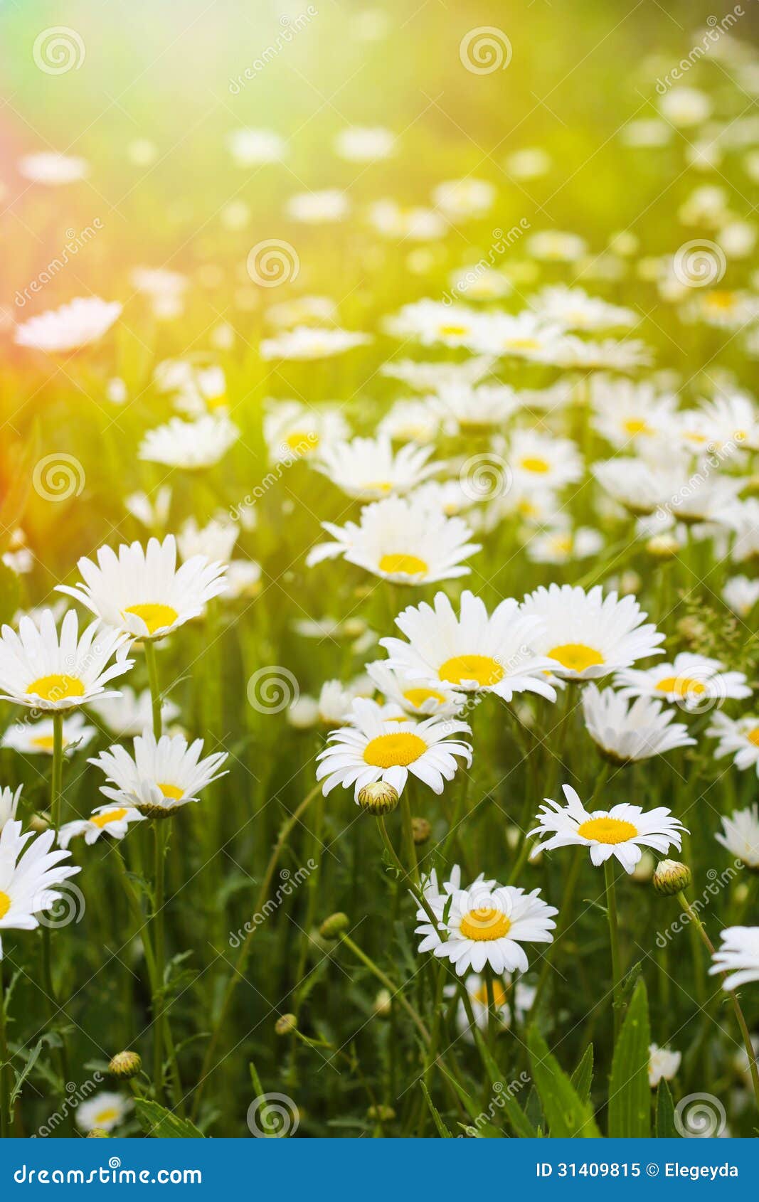 Field of daisy flowers stock image. Image of pasture - 31409815
