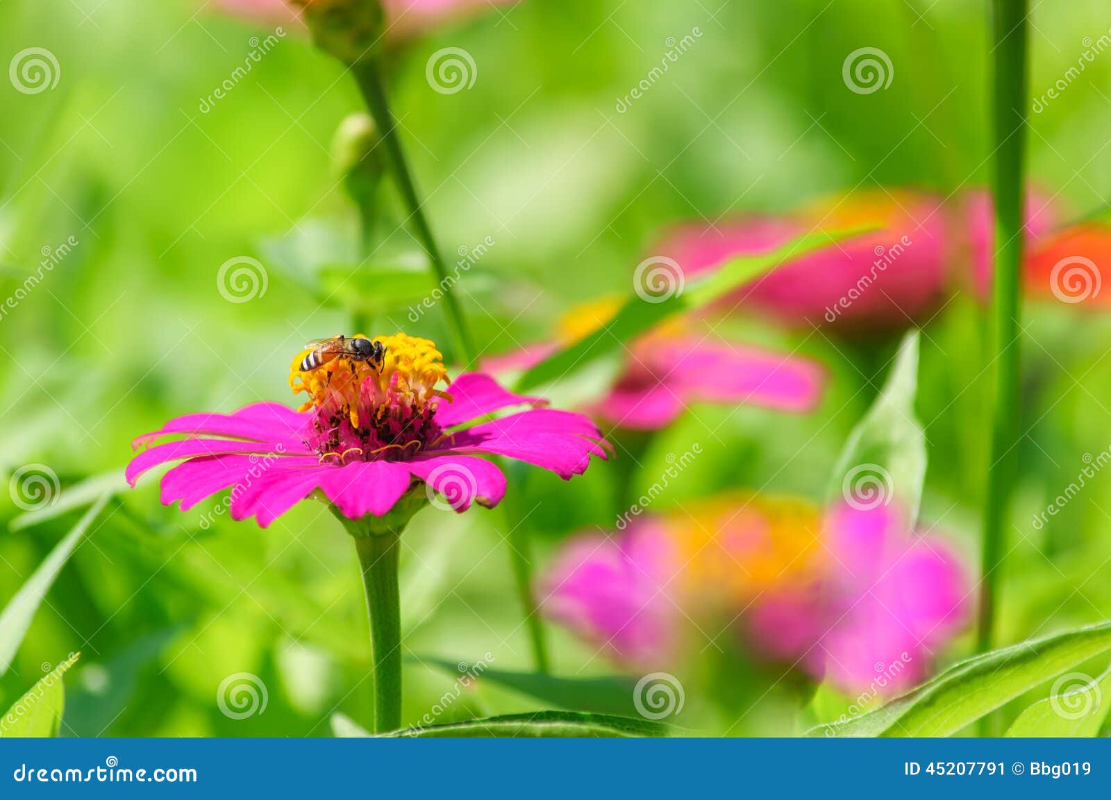 Field of Daisy Flowers Colorful Stock Image - Image of horizon, cloud ...