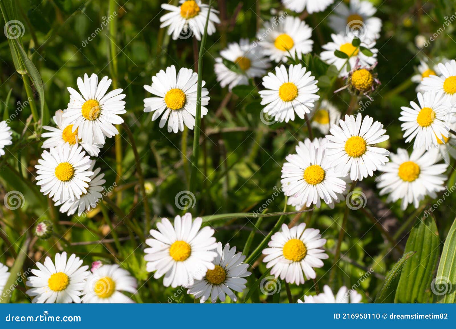 A Field of Daisy Flowers in Spring Stock Photo - Image of fresh, daisy ...