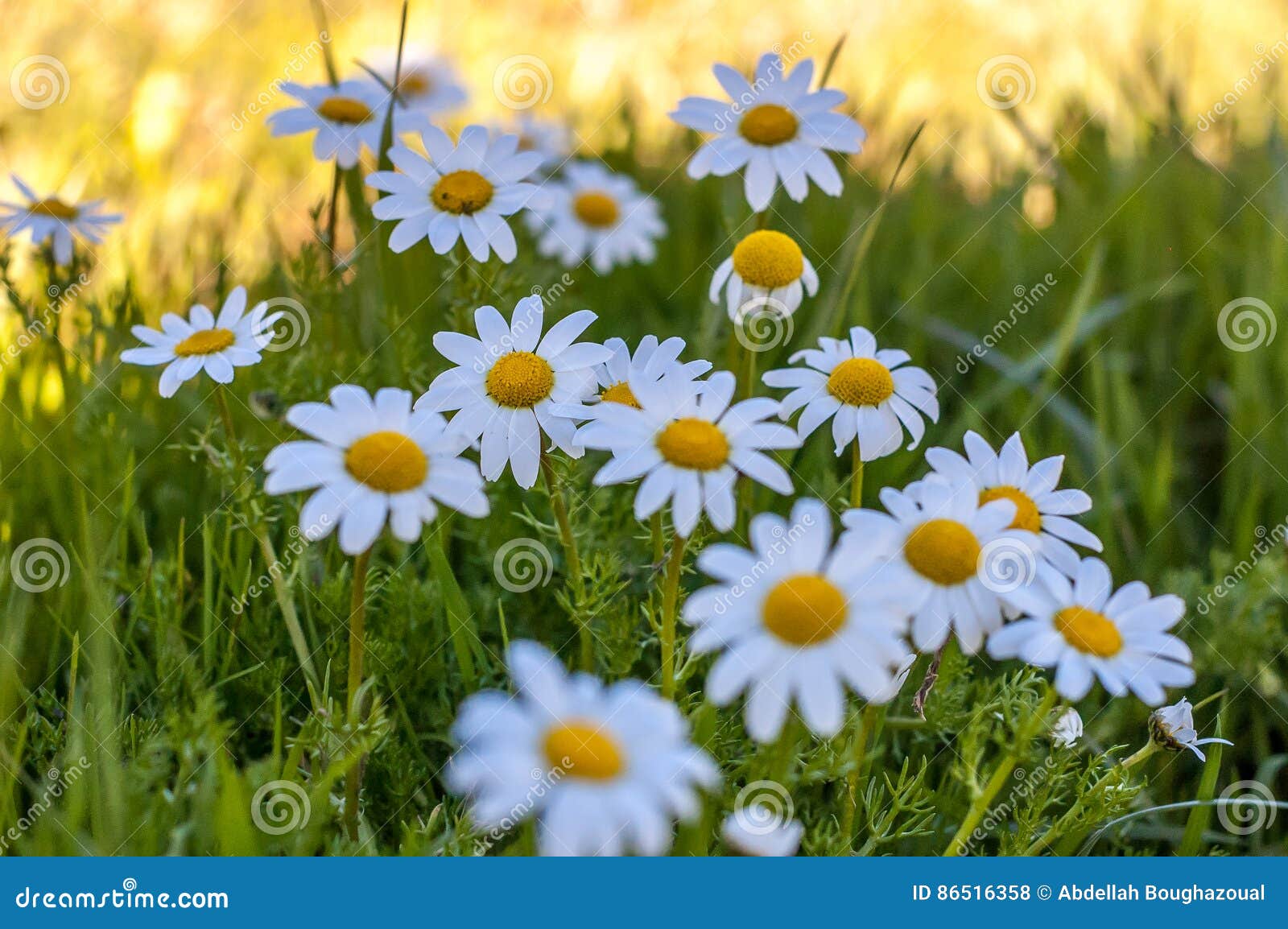 A Field of Daisy`s in a Sunny Day of Spring Time Stock Photo - Image of ...