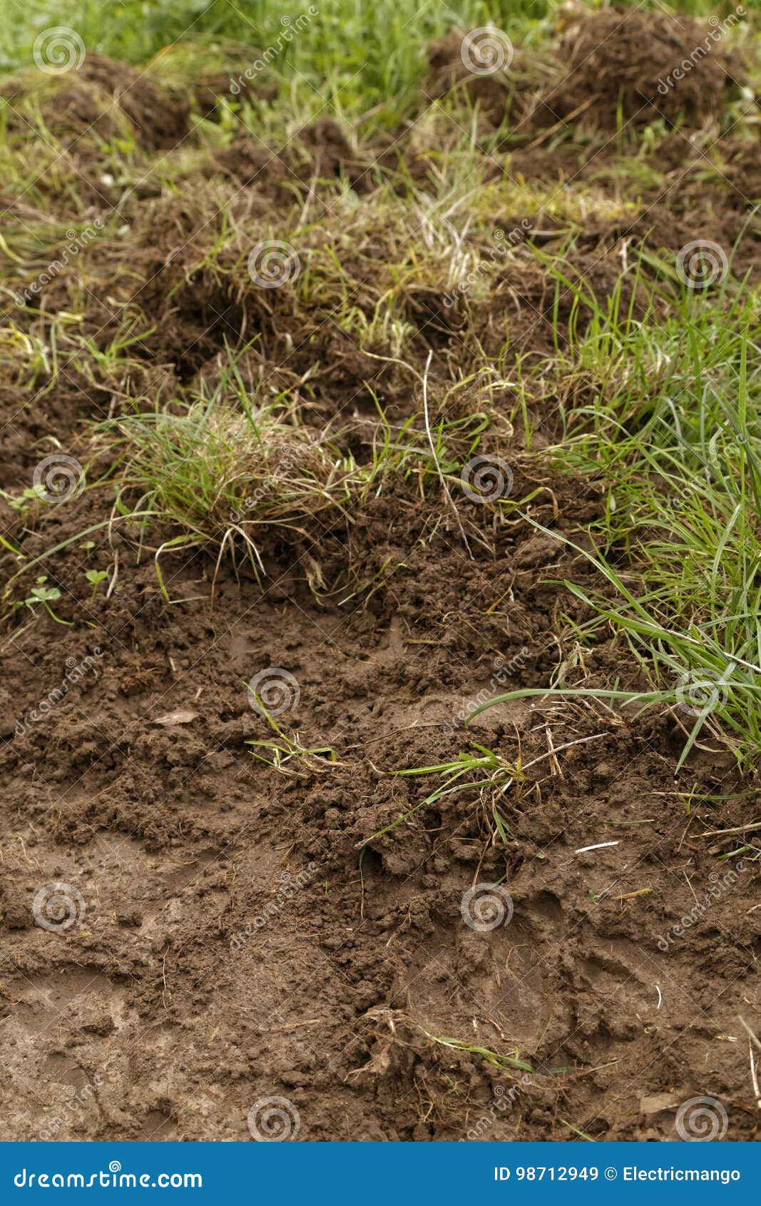 Field damage stock image. Image of meadow, destroy, damage - 98712949