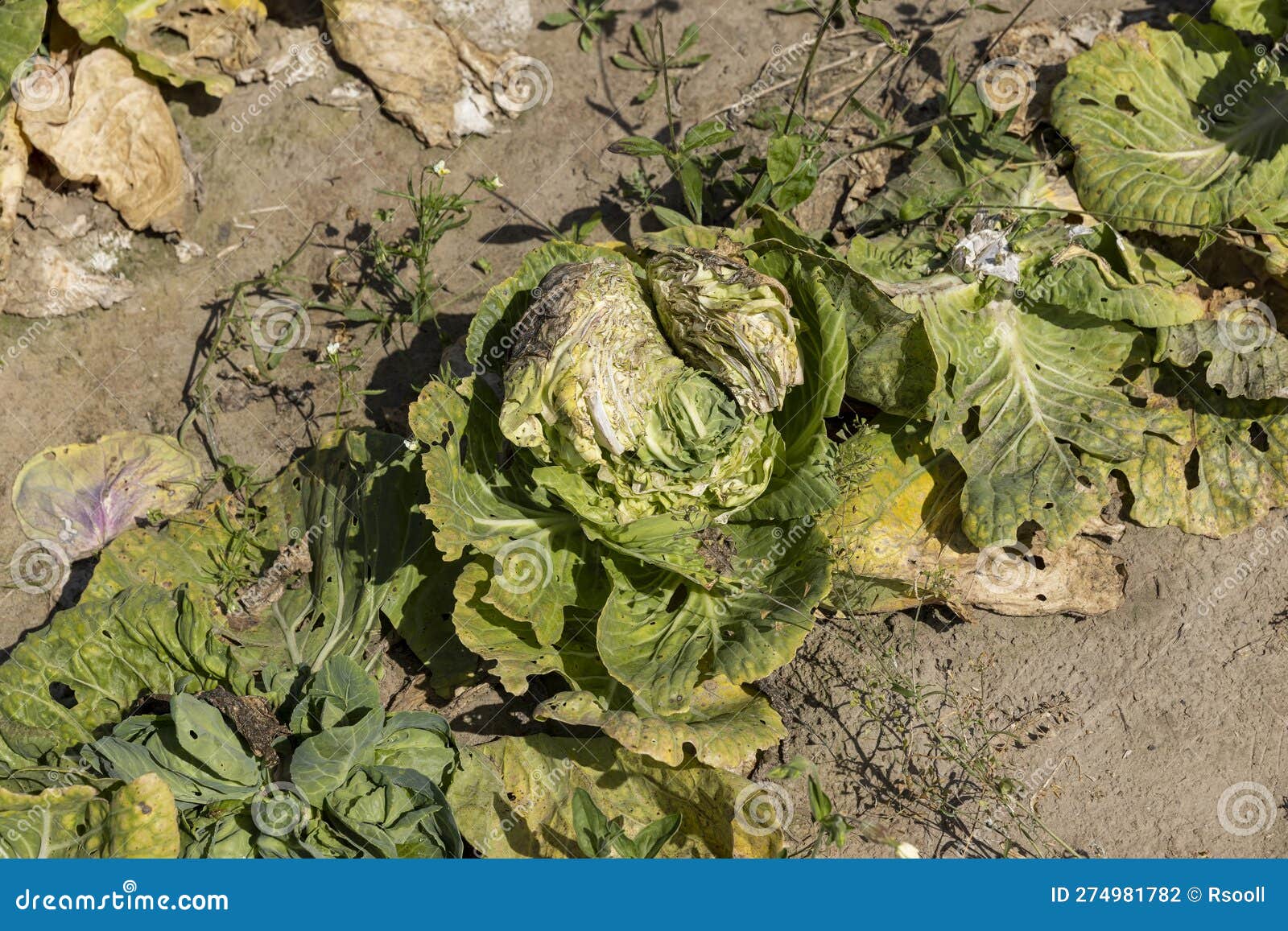 A Field with Damaged Cabbage in the Summer Season Stock Photo - Image ...