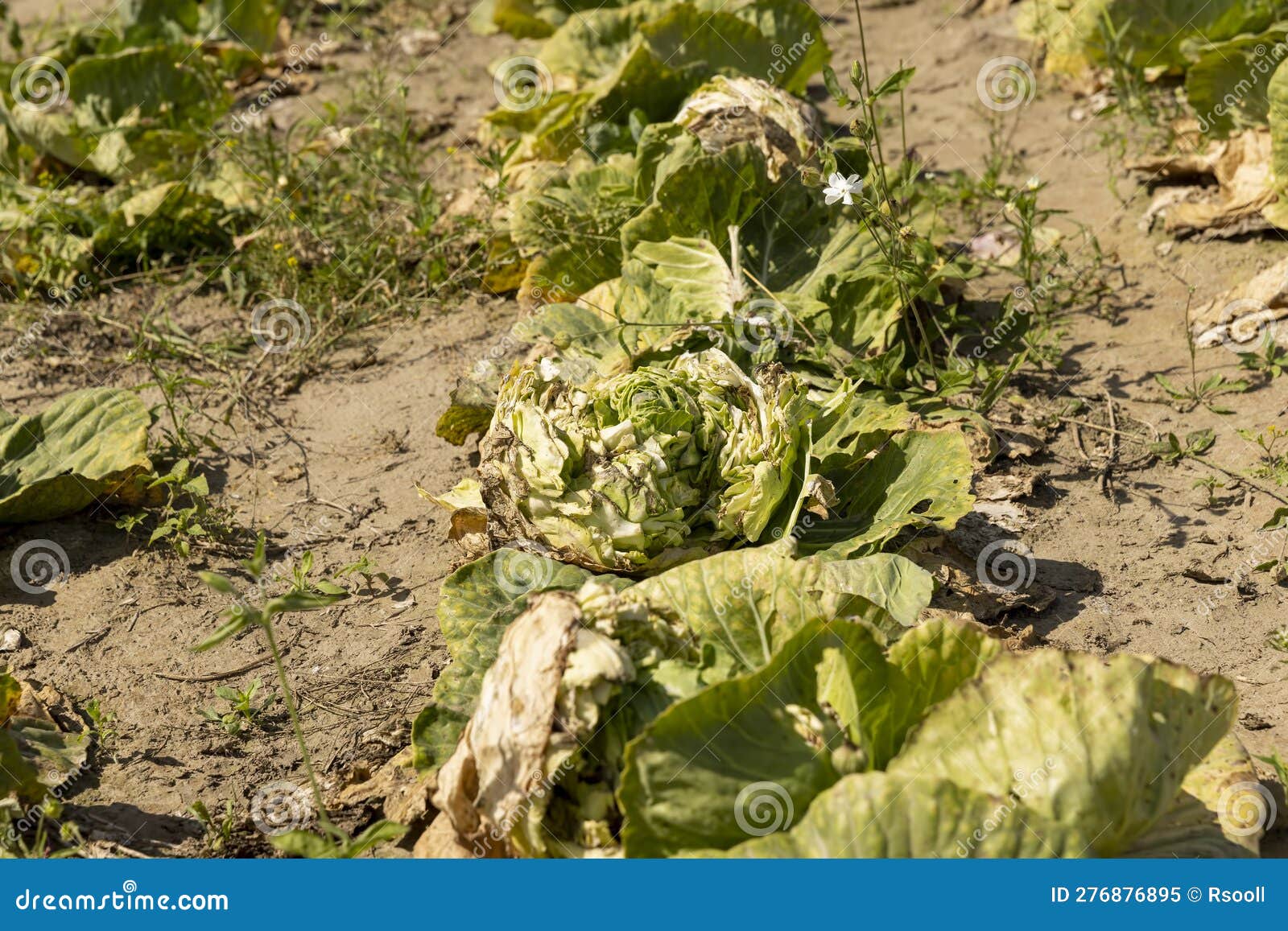 A Field with Damaged Cabbage in the Summer Season Stock Image - Image ...