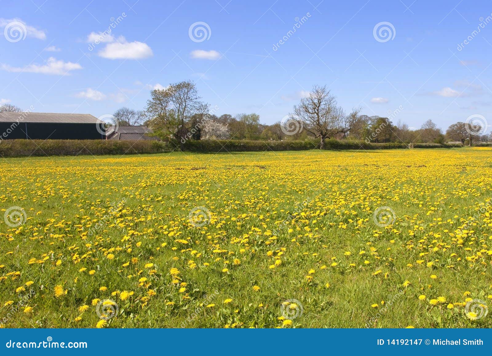 Field of dandelion flowers stock image. Image of grass - 14192147