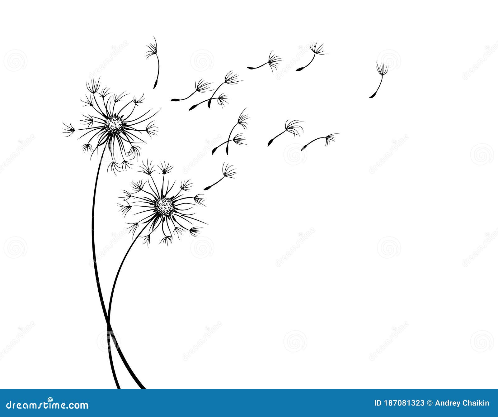 The Field Dandelion Sketch with Flying Seeds. Stock Vector ... The Field Dandelion Sketch with Flying Seeds. Stock Vector ...
