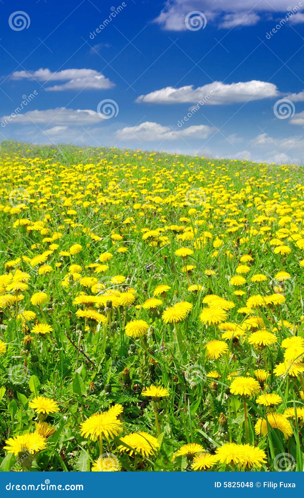 Field of dandelions stock photo. Image of flora, flowers - 5825048