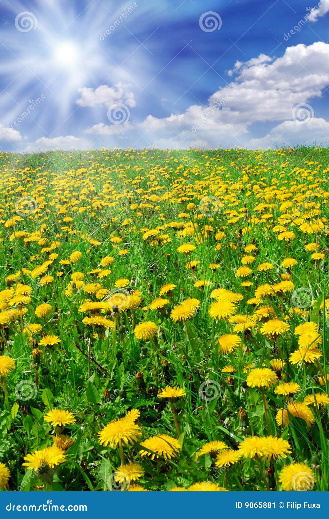 Field of dandelions stock image. Image of happiness, clouds - 9065881