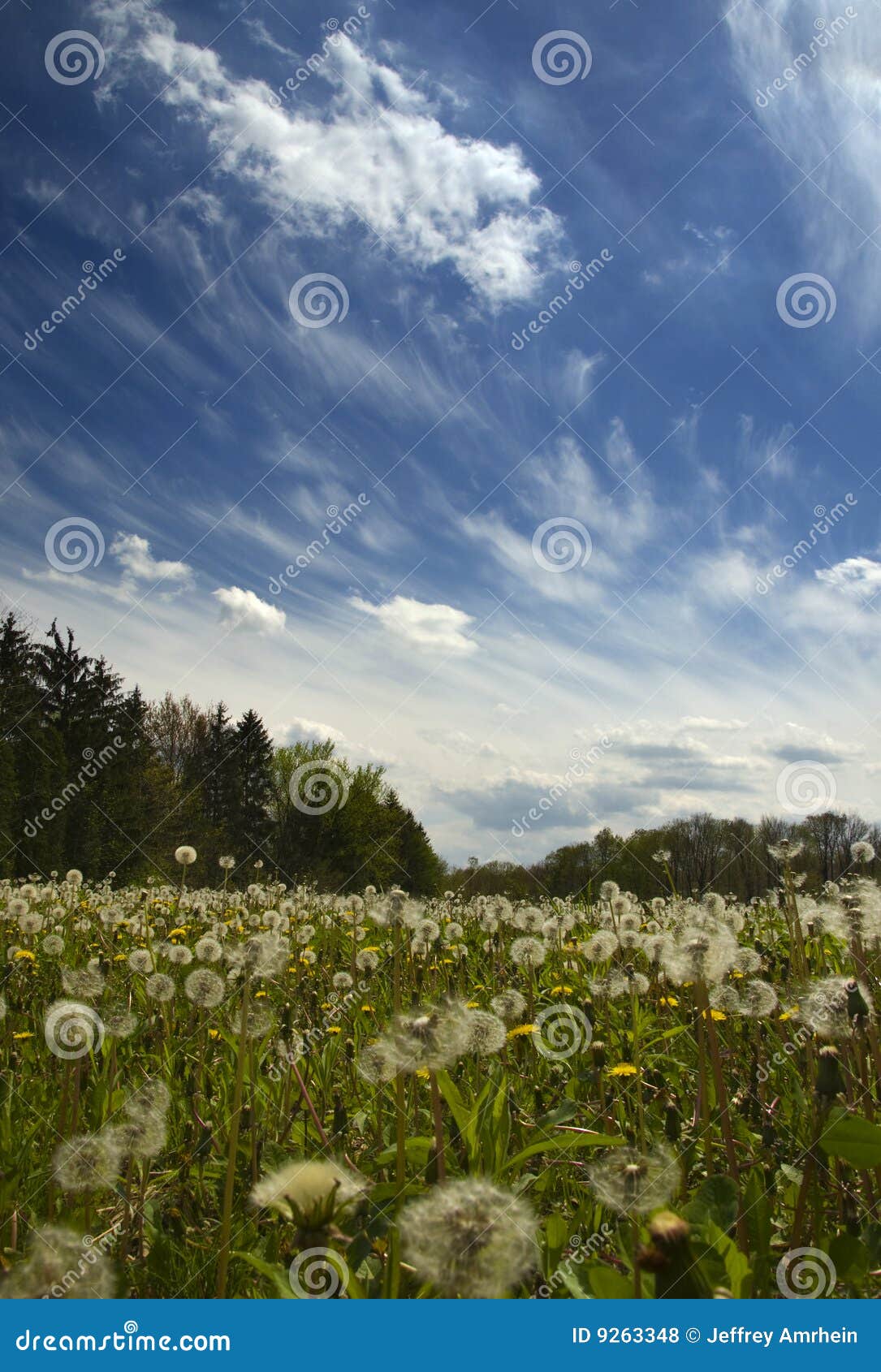 Field of dandelions stock photo. Image of green, wind - 9263348
