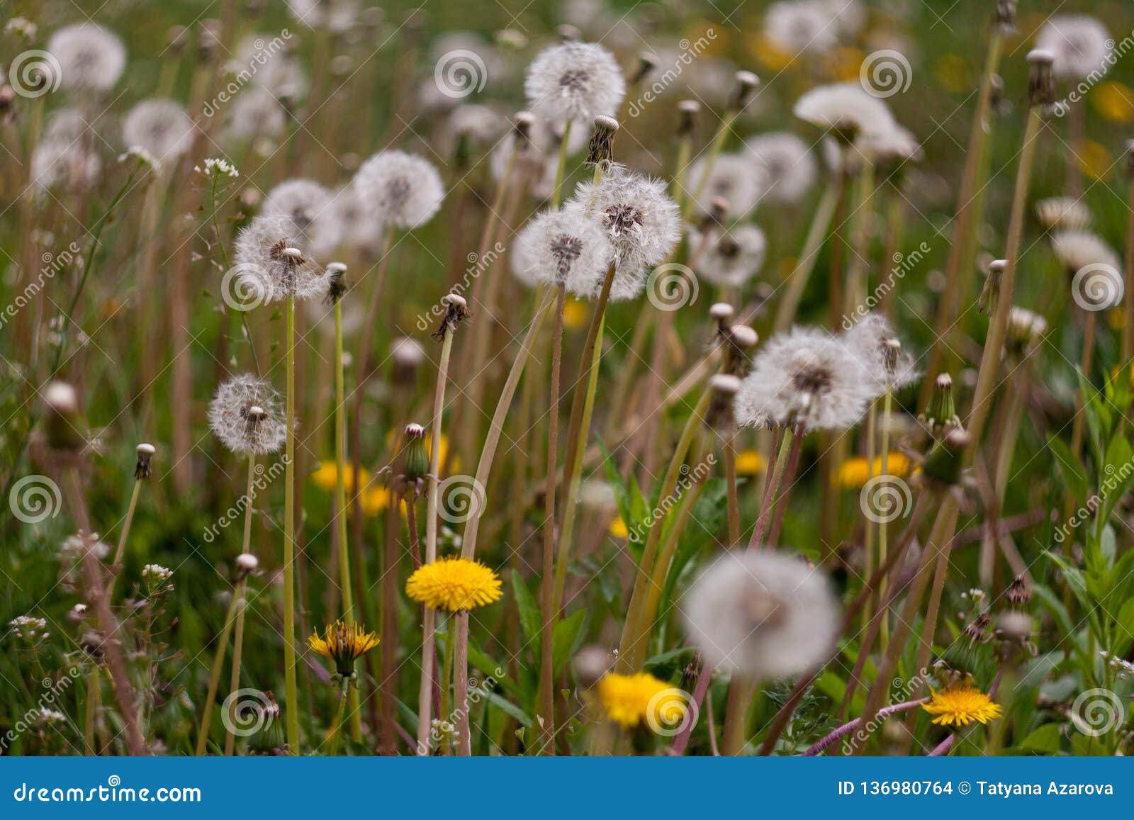 Field with Dandelions Close Up in Spring on a Sunny Day Stock Photo ...