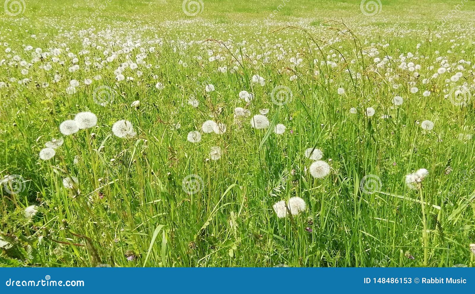 Field of Dandelions Due Spring Time Stock Image - Image of south, white ...