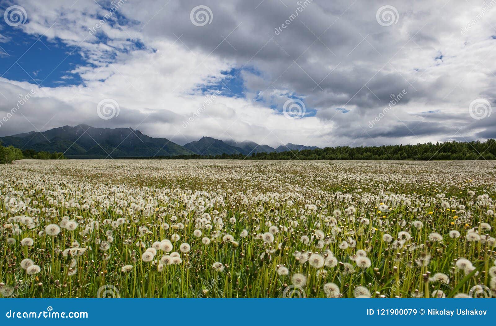 Field of Dandelions in the Forest Stock Image - Image of clouds, early ...