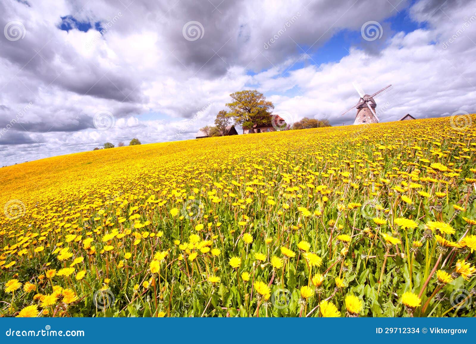 Field of Dandelions on a Hill Stock Photo - Image of estate, country ...
