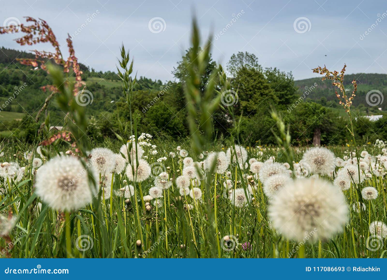 Field of Dandelions in the Mountain Landscape. Stock Image - Image of ...