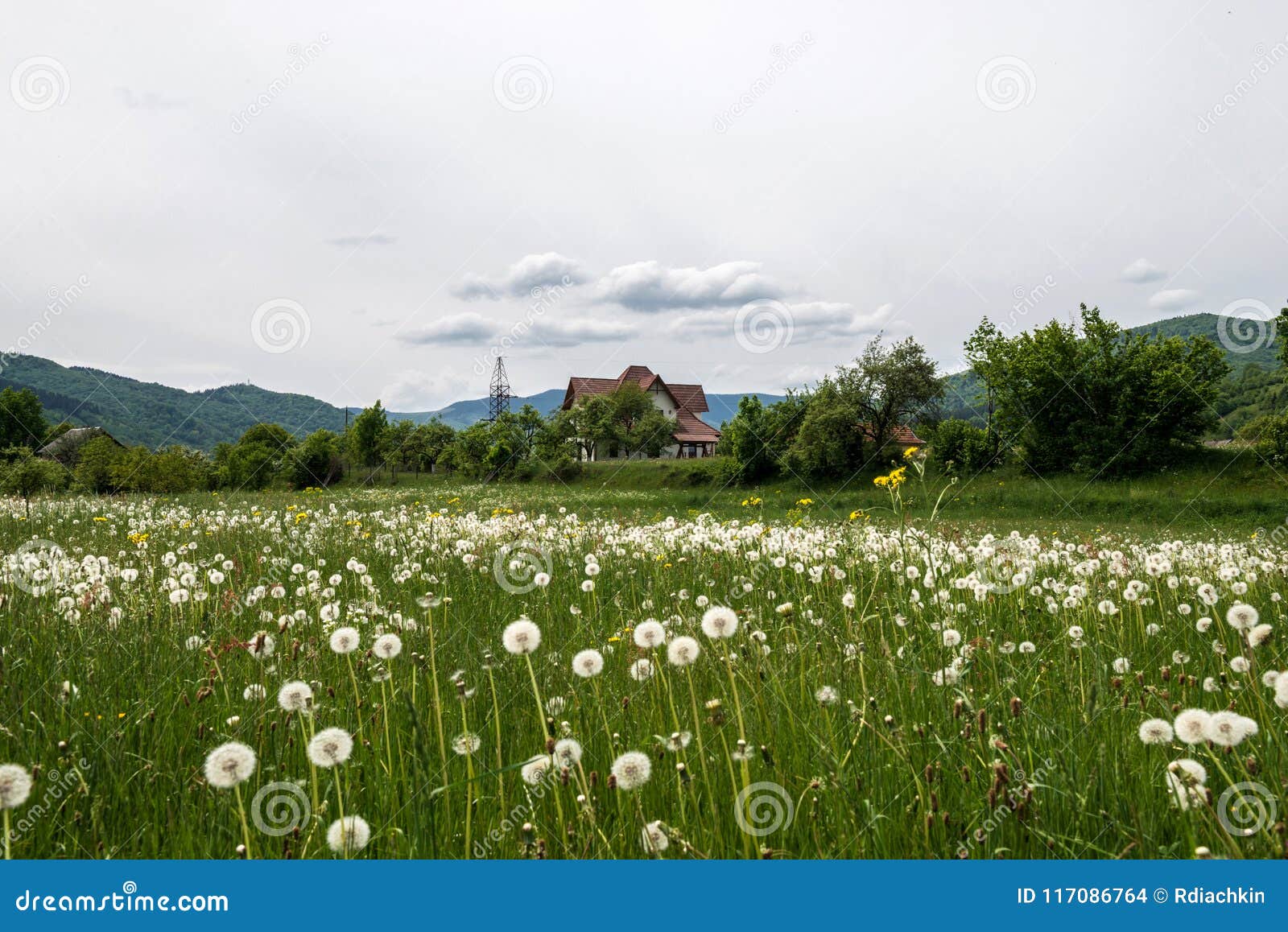 Field of Dandelions in the Mountain Landscape. Stock Photo - Image of ...