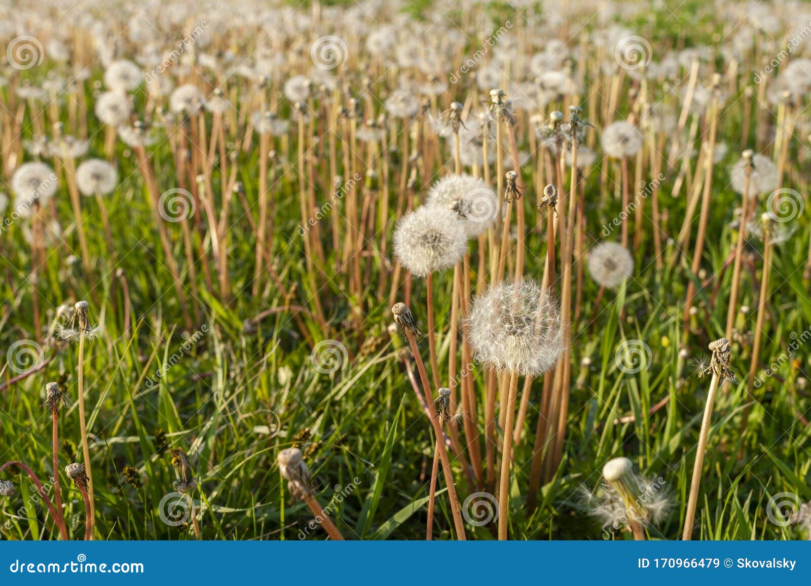 Field of dandelions stock image. Image of view, heaven - 170966479