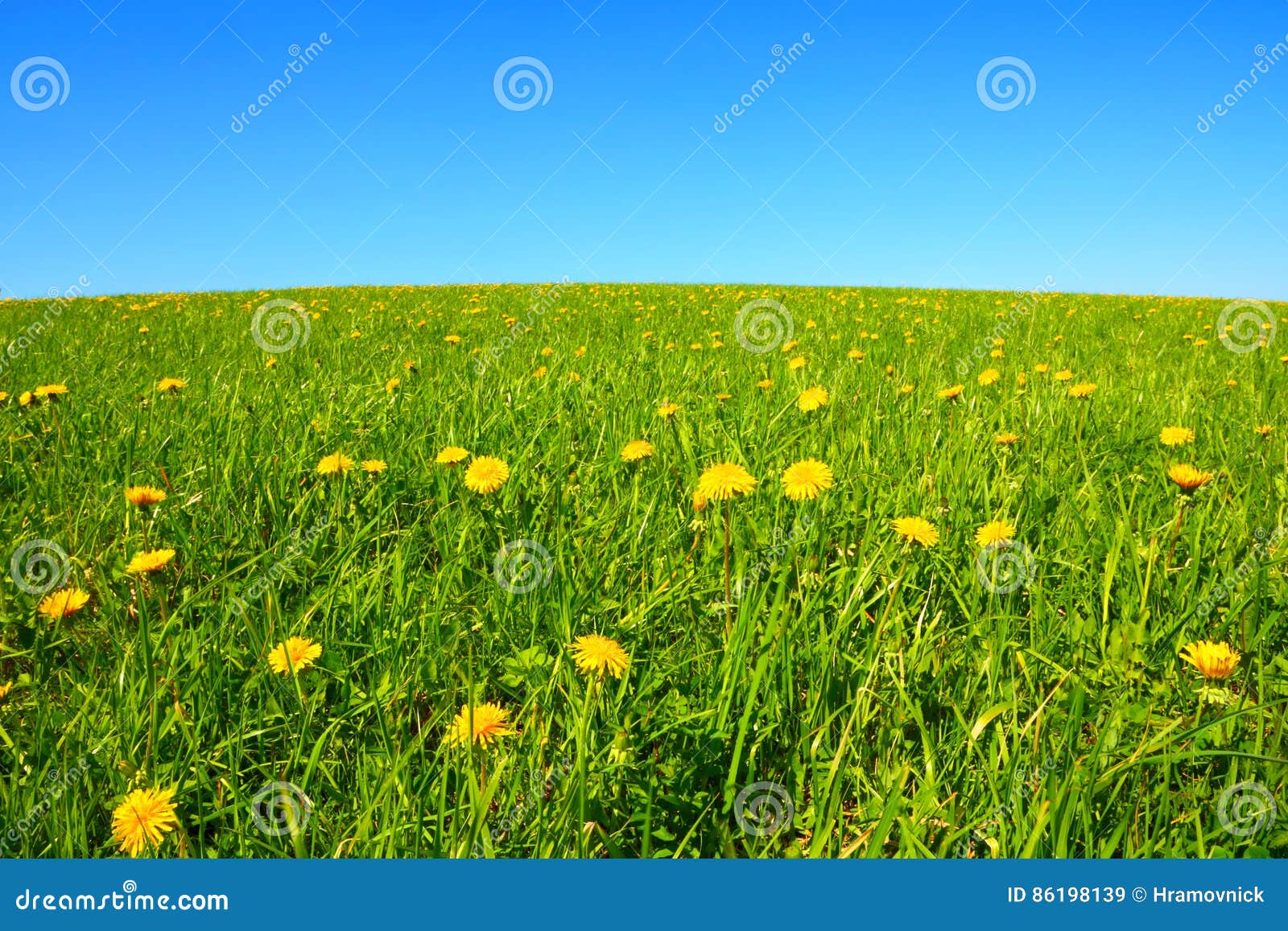 Field of Dandelions.Spring Landscape. Stock Image - Image of land ...