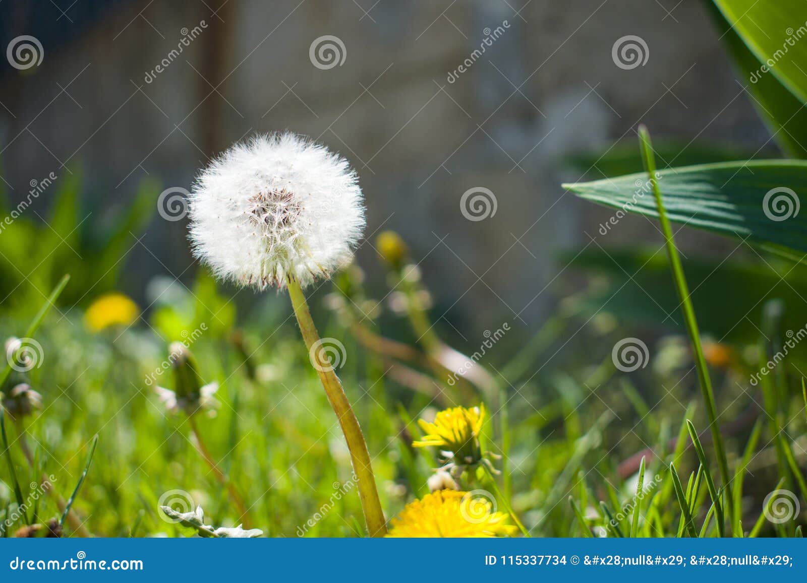 Dandelion in the sun stock photo. Image of dandelions - 115337734