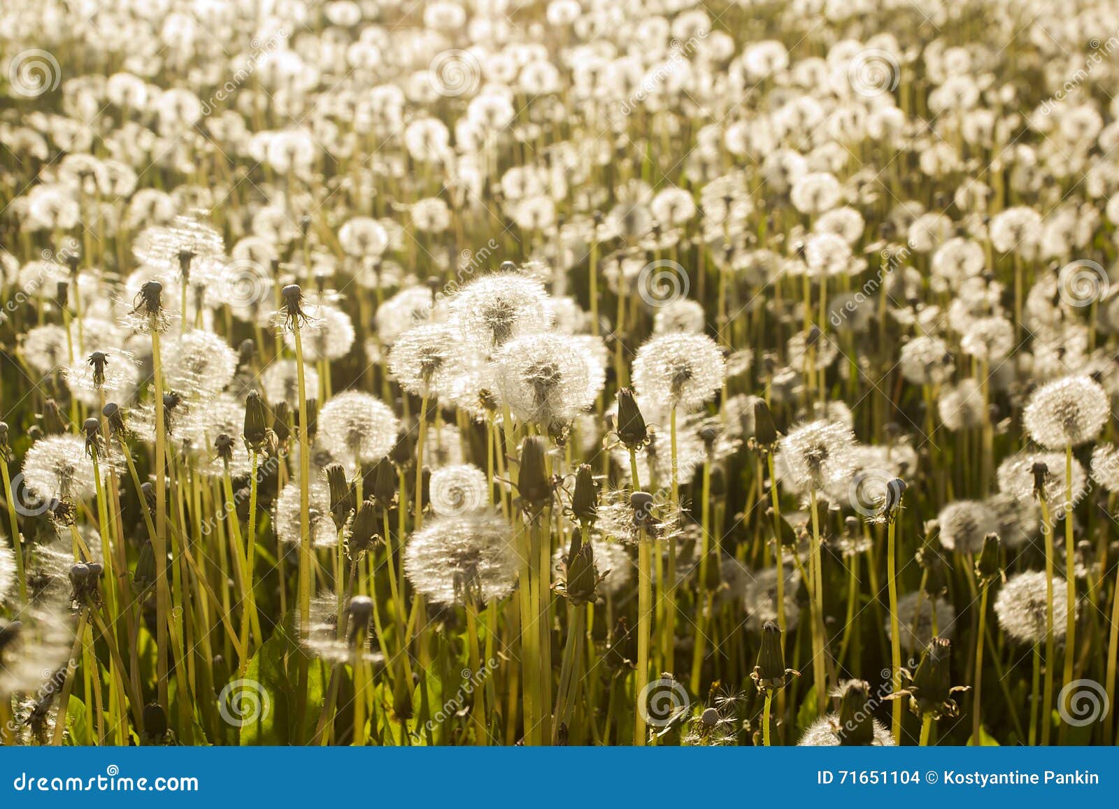 Field of dandelions stock photo. Image of nature, green - 71651104