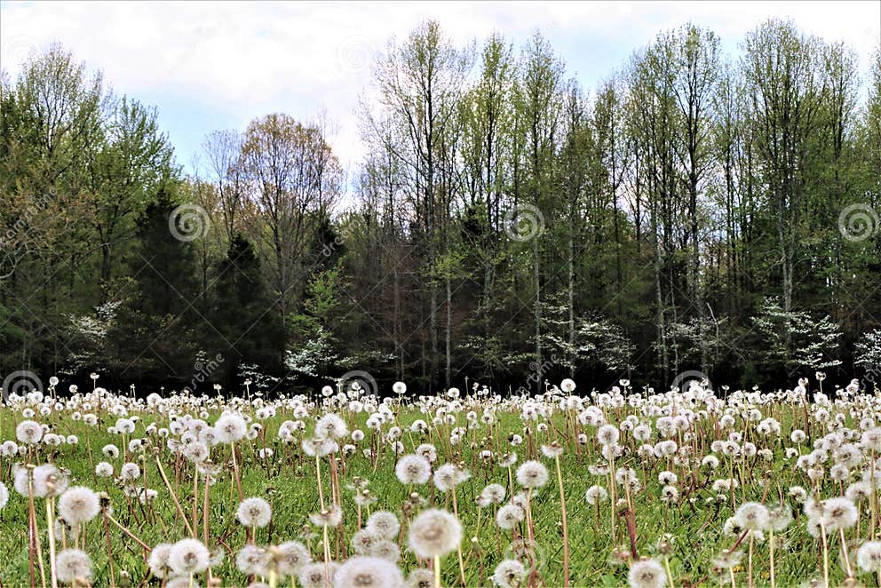 Field of dandelions stock photo. Image of flowers, grass - 109681290