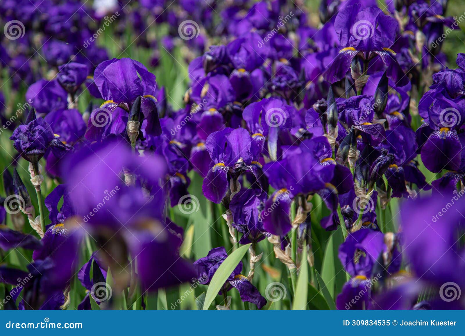 A Field of Dark Blue Iris Flowers (iridaceae) with Blurred Foreground ...