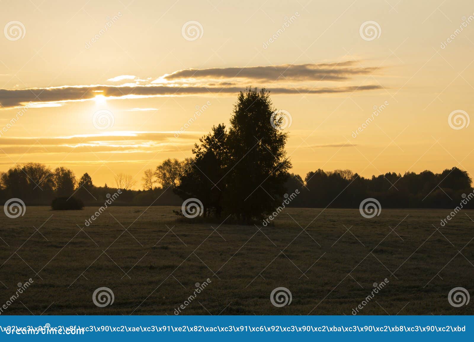 The field at dawn stock image. Image of birch, foliage - 198292001