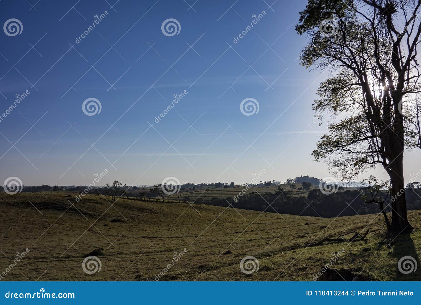 Field at Dawn with the Right Tree Stock Photo - Image of forest, field ...