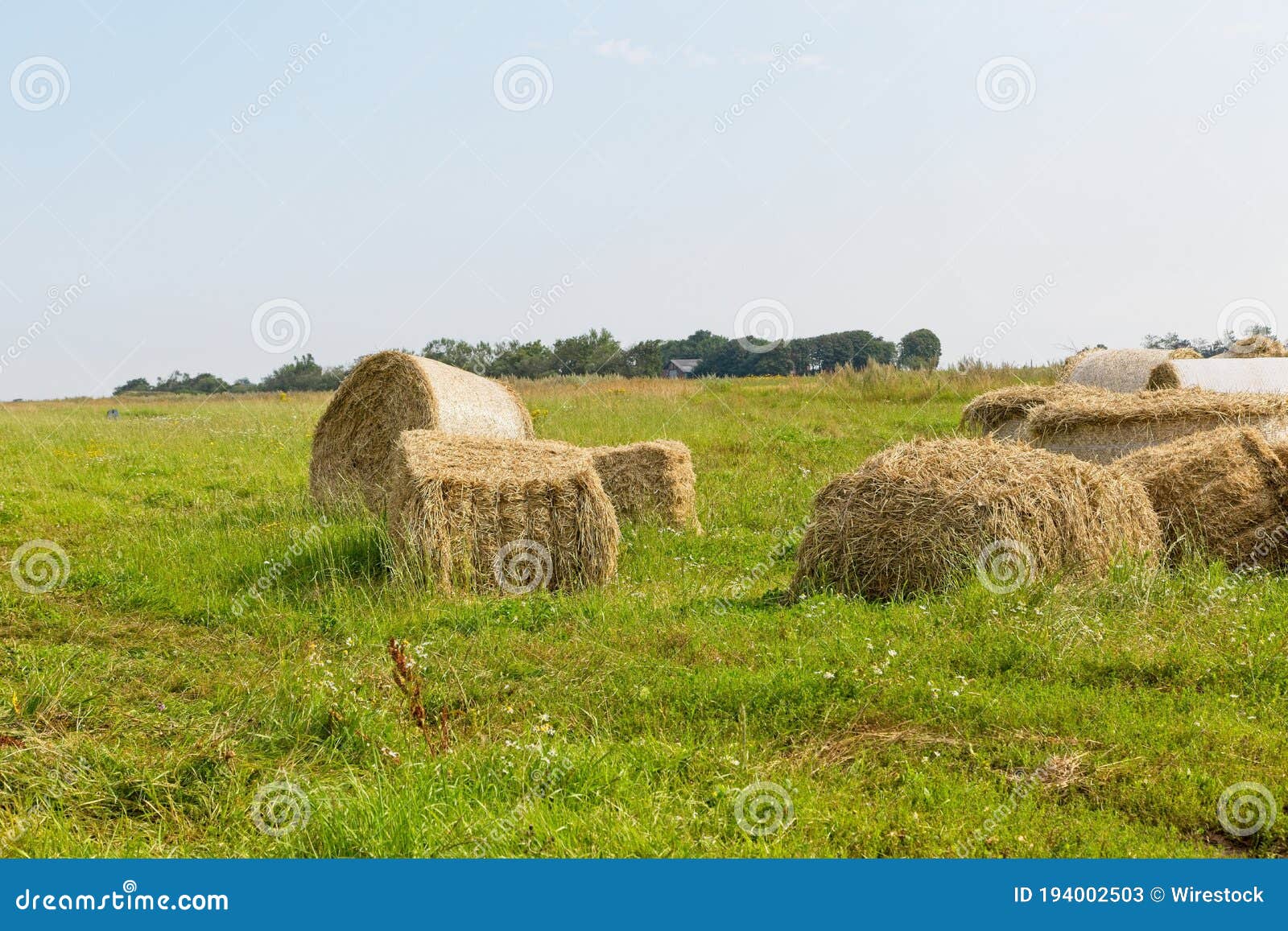 On the field at daytime stock image. Image of fodder - 194002503