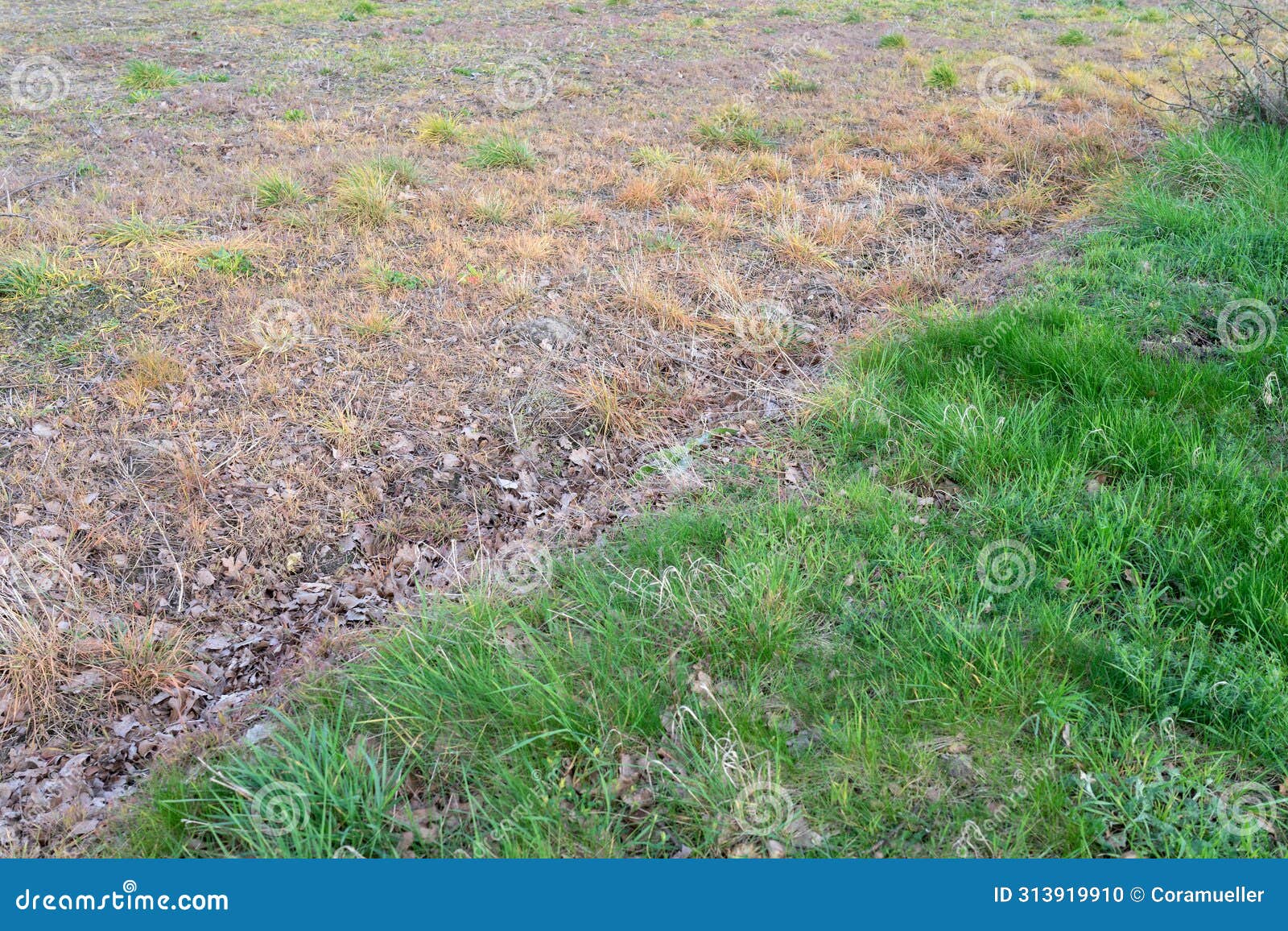 Field with Dead Weeds Treated with Plant Killer Stock Photo - Image of ...