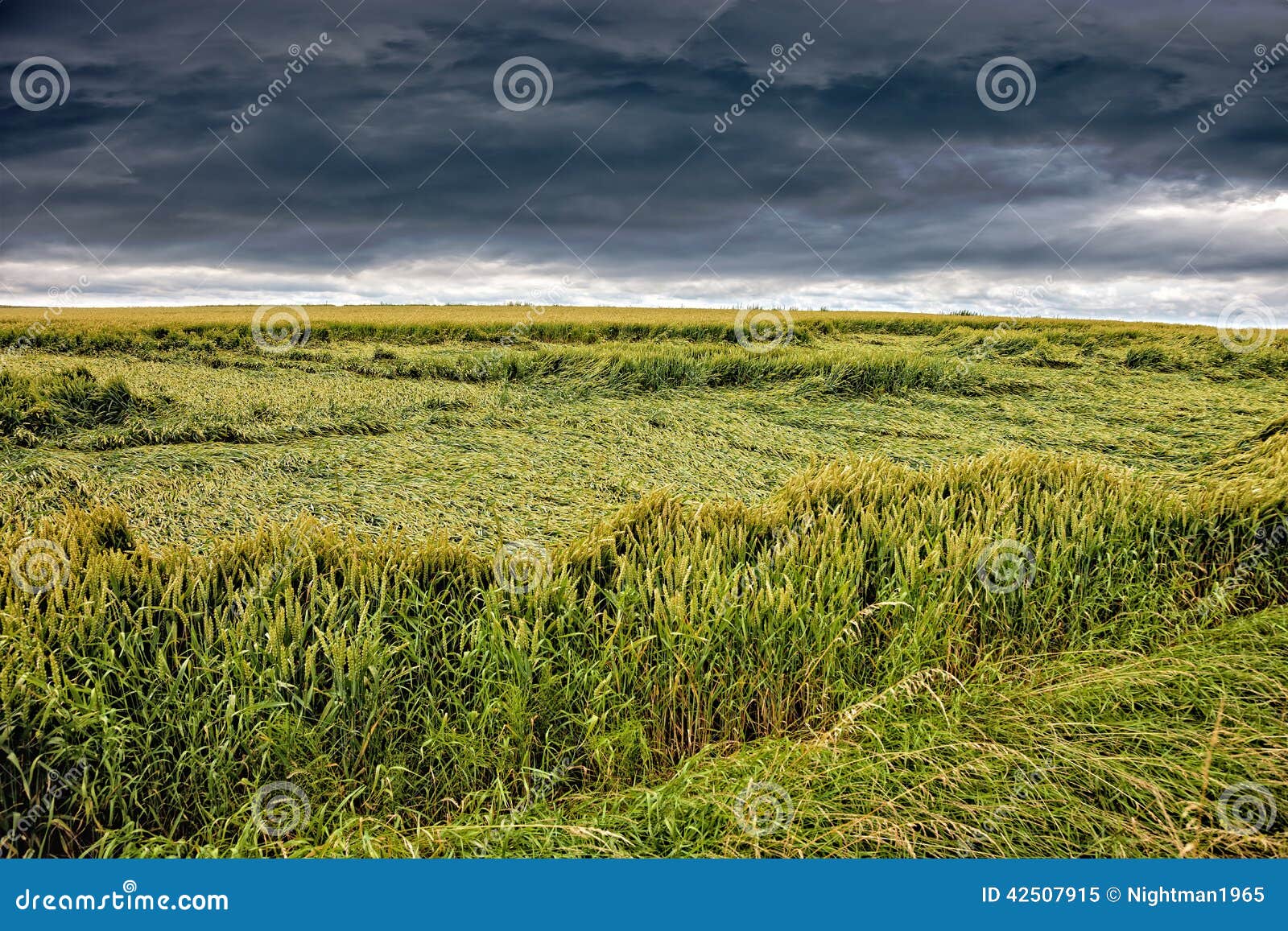 Field destroyed by storm stock image. Image of broken - 42507915