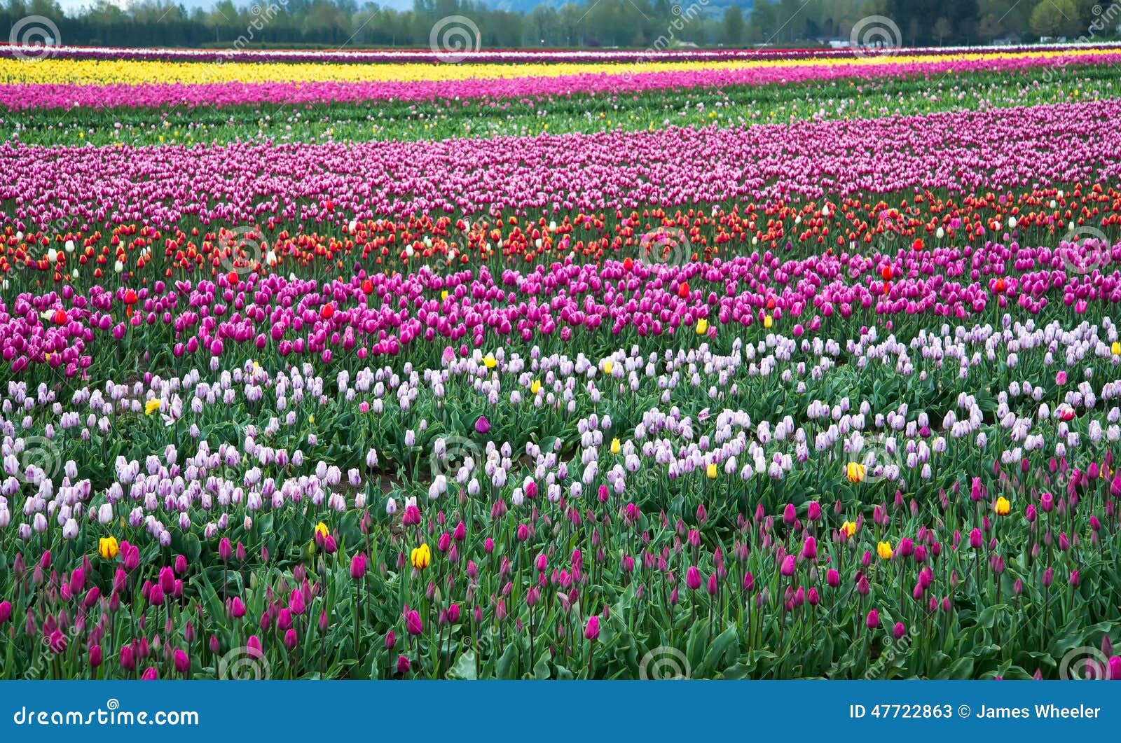 Field of Different Colored Tulips Stock Image - Image of agassiz ...