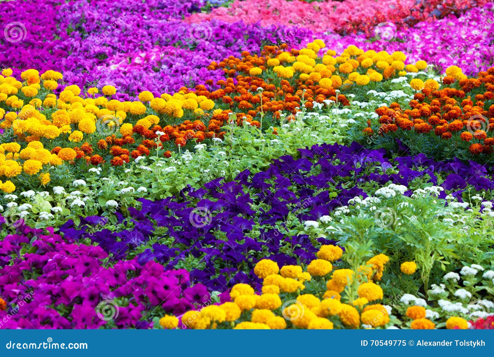Field of different flowers stock image. Image of fresh - 70549775