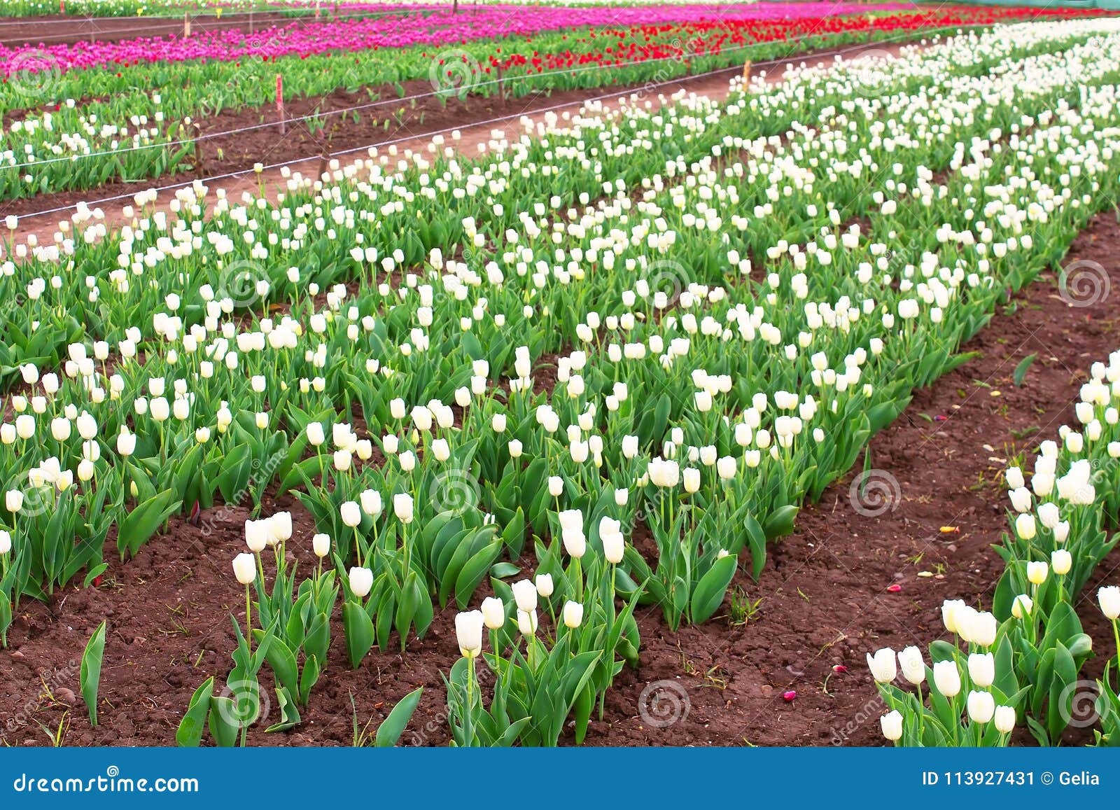 Field of Different Tilips in the Spring Stock Image - Image of bloom ...