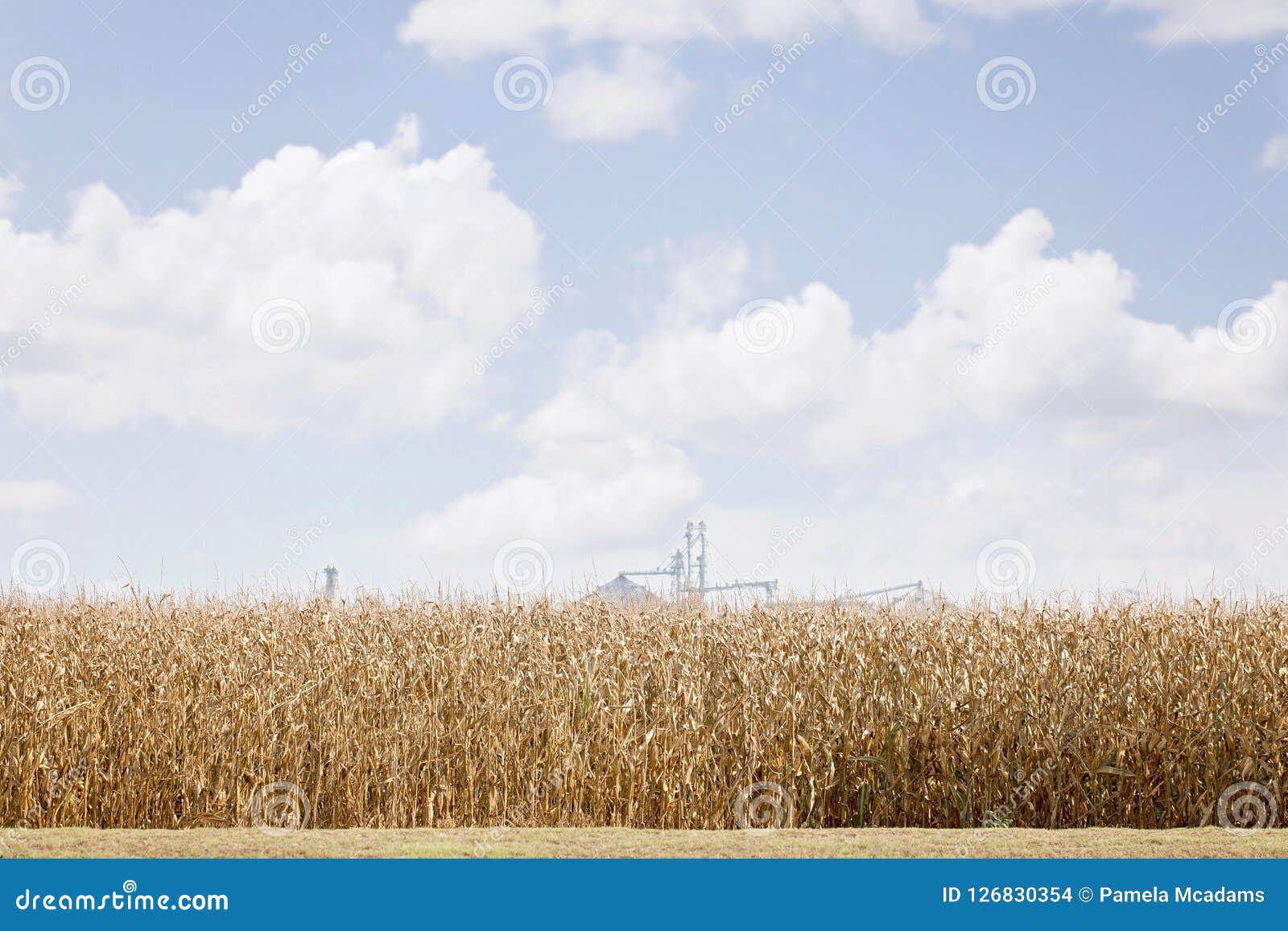 A Field of Dried Corn Ready To Be Harvested Stock Photo - Image of ...