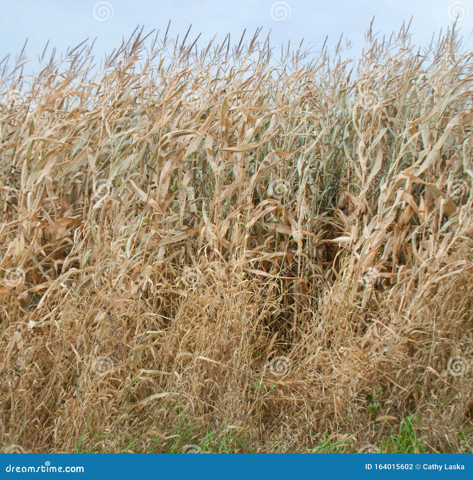 Field of Dried Corn Stalks stock photo. Image of autumn - 164015602