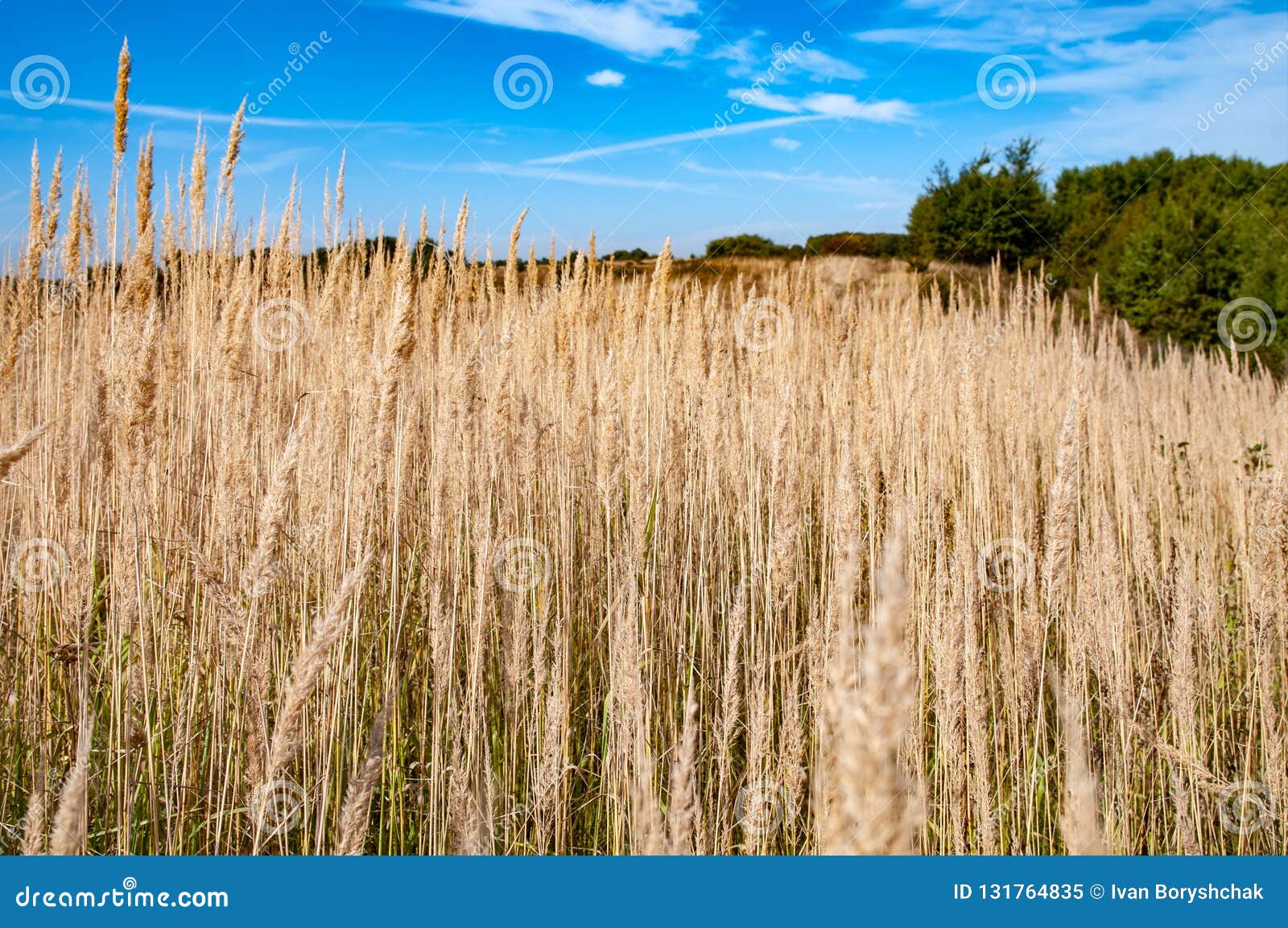 Field with dried grass stock image. Image of person - 131764835