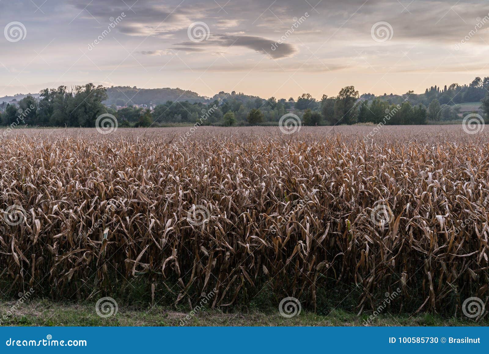 Field of Dried Up Wheat Crops Dystopia Theme Stock Photo - Image of ...
