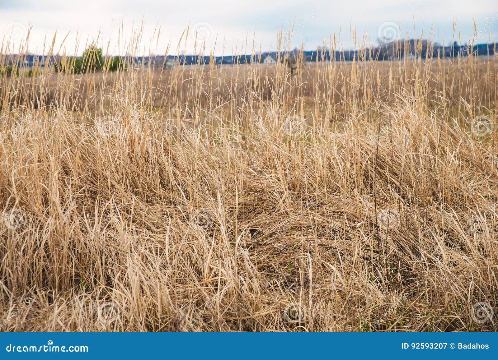 Field with a dry grass stock image. Image of urban, cloud - 92593207