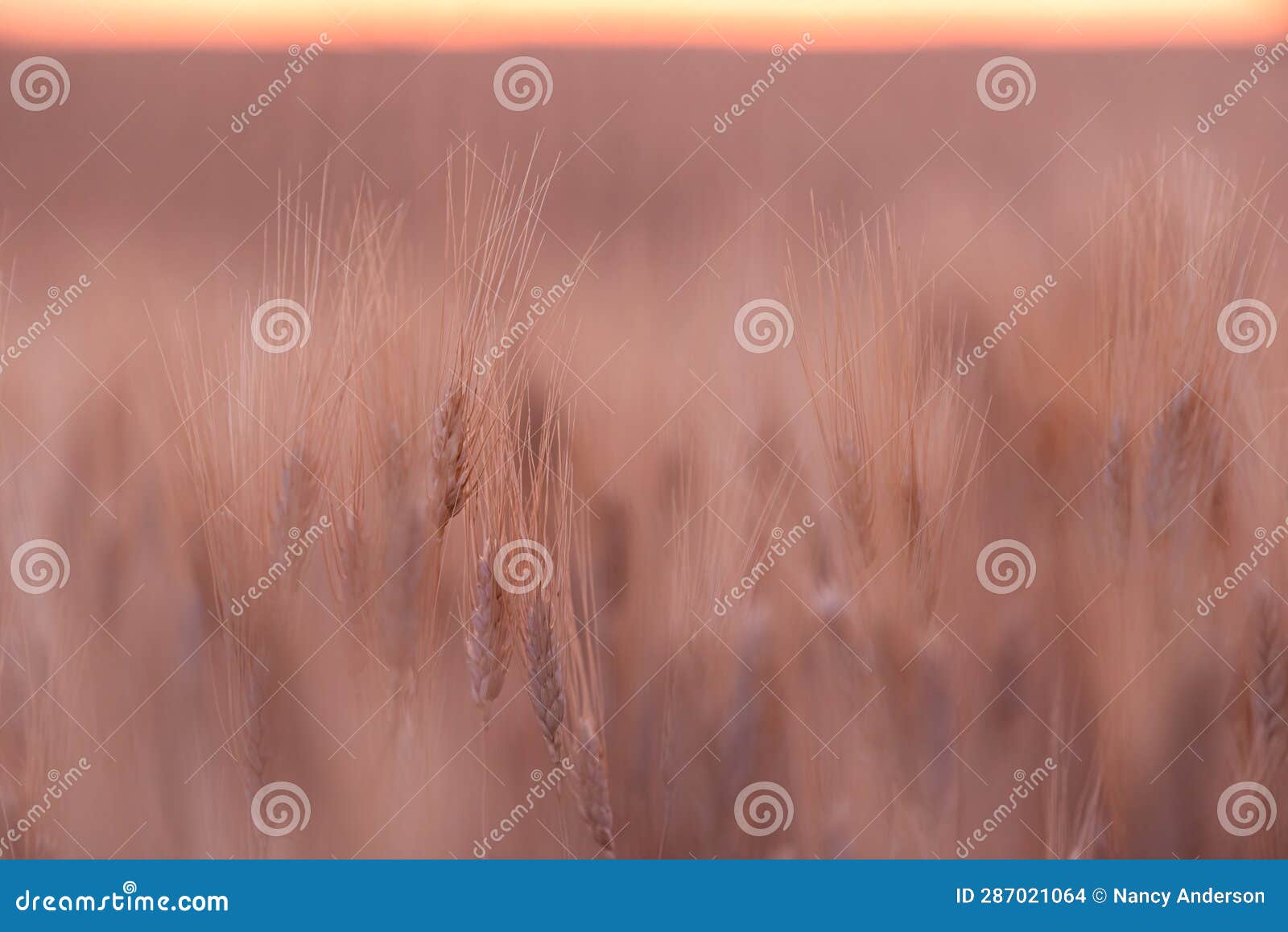 A Field of Durum Wheat at Sunset in Saskatchewan Stock Photo - Image of ...