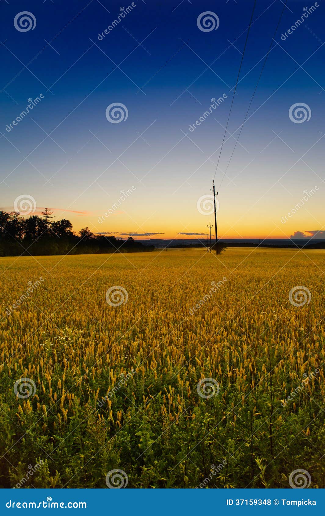 Field at dusk stock photo. Image of tree, garden, afternoon - 37159348