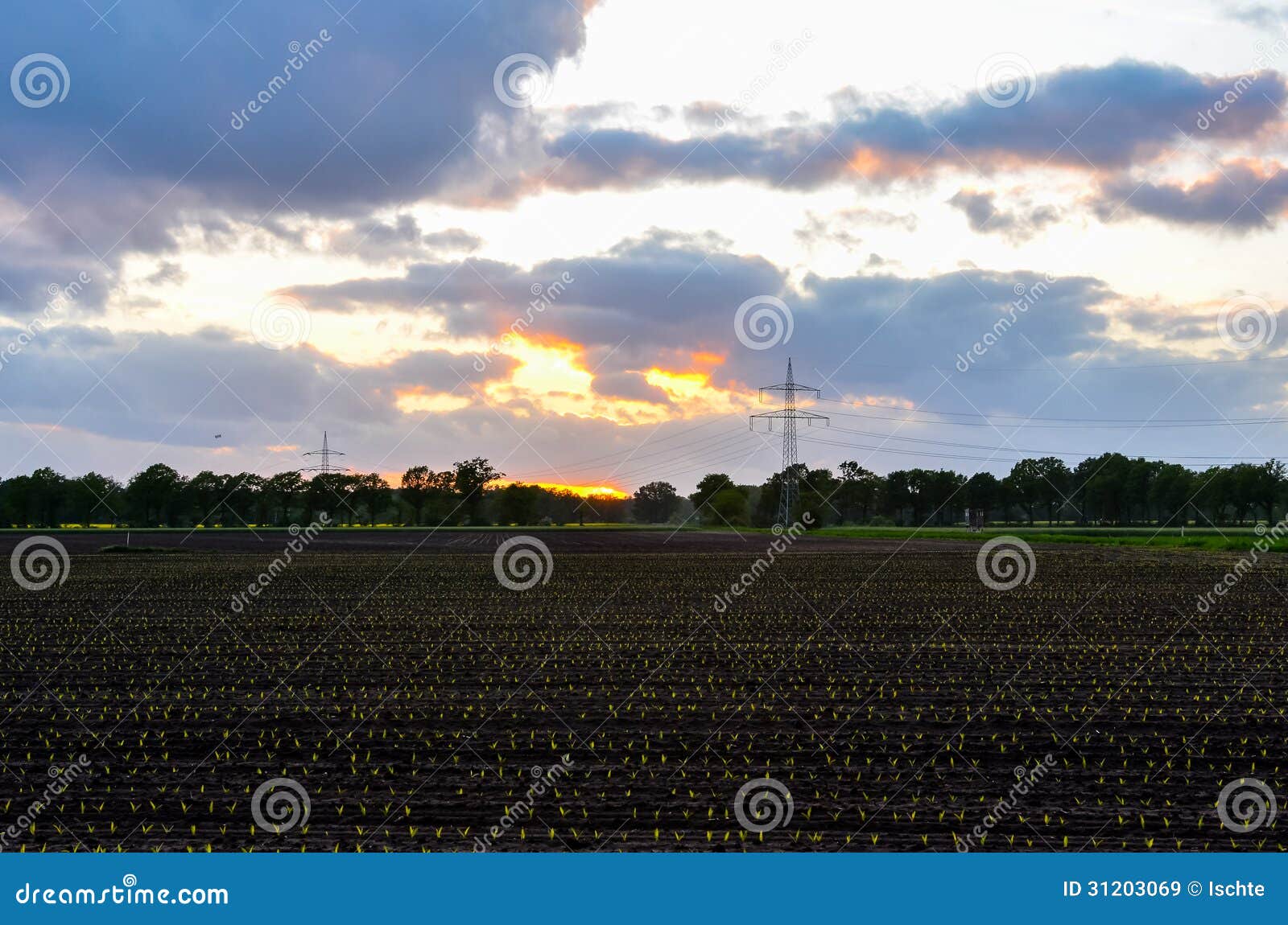 Field at dusk stock image. Image of agriculture, land - 31203069