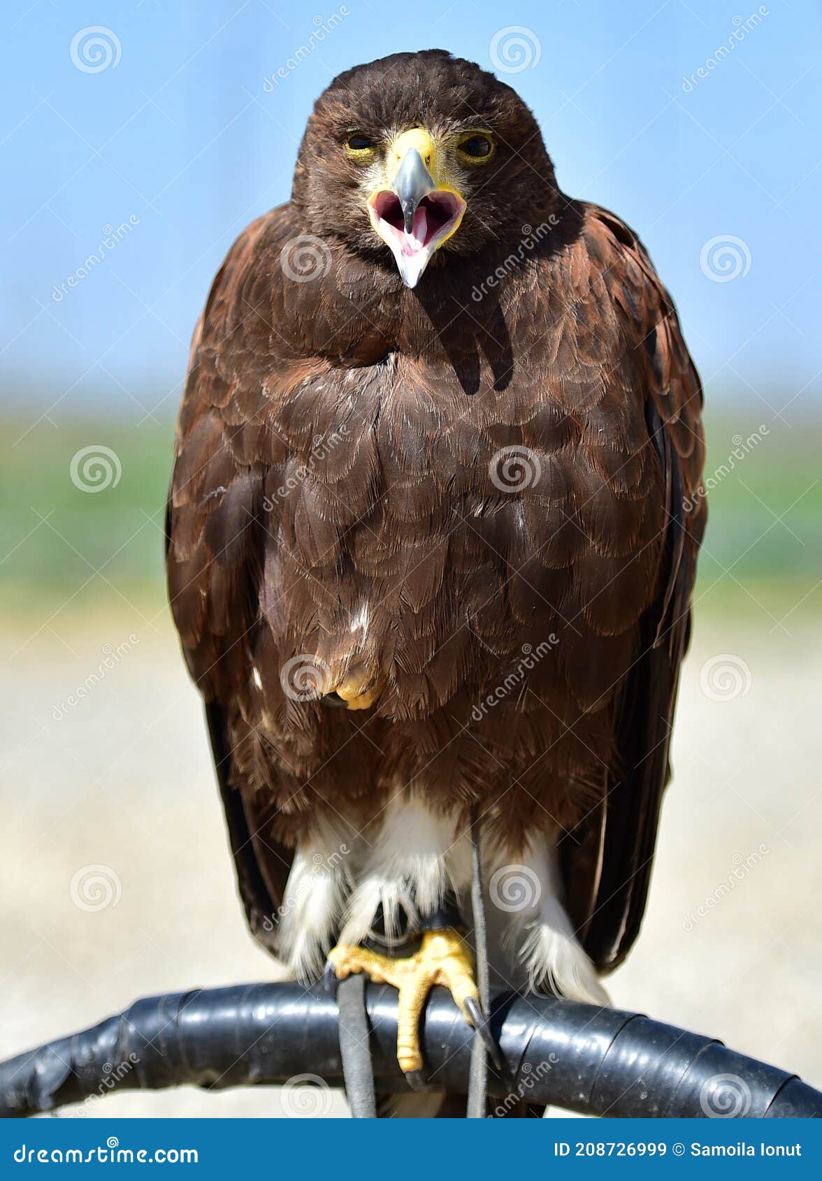 The Field Eagle the Bald Eagle while Resting. Day Photo. Stock Image ...