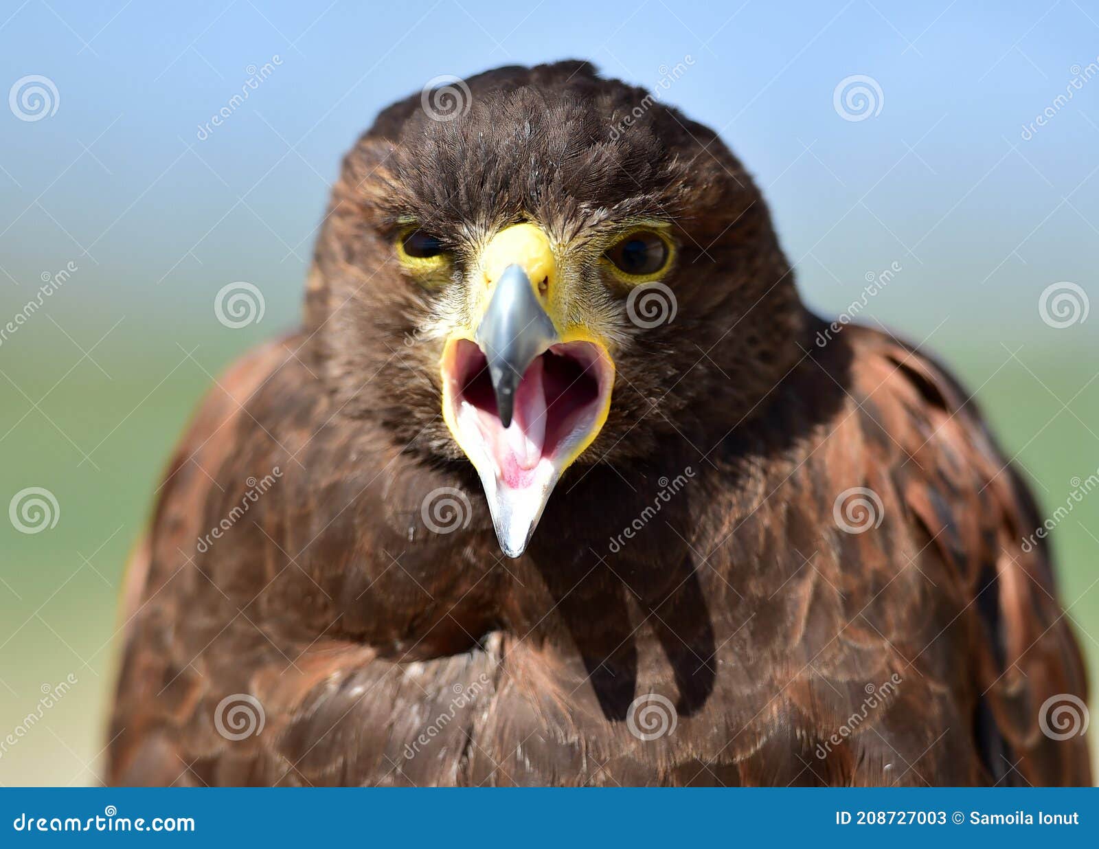The Field Eagle the Bald Eagle while Resting. Day Photo. Stock Image ...